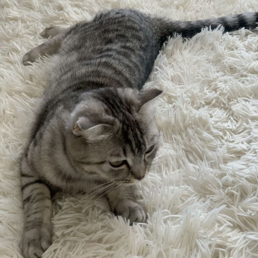Кошка