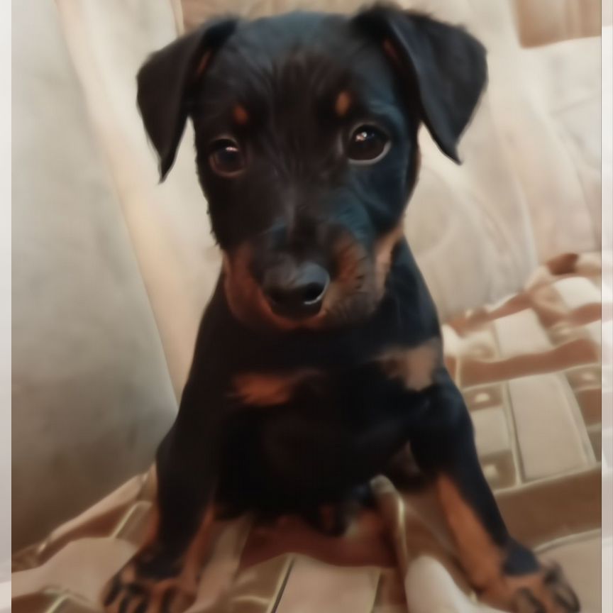 Немецкий охотничий терьер, щенок