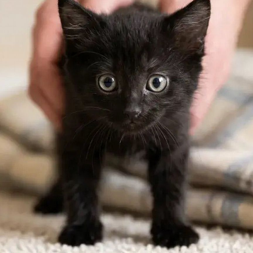 Котёнок в добрые руки