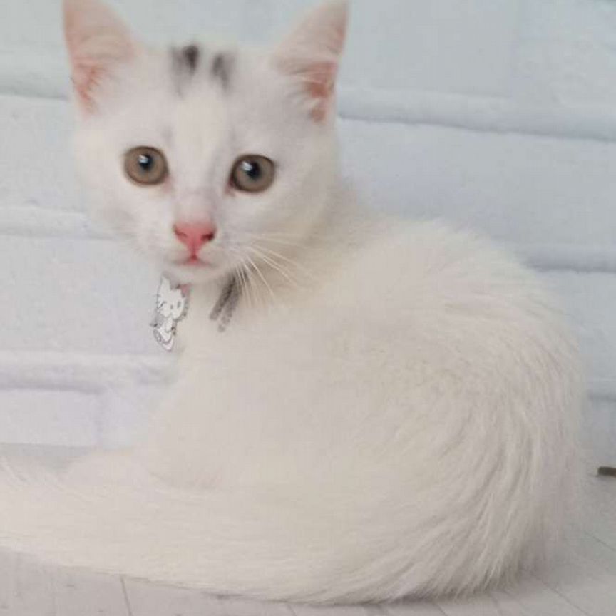 Котята манчкины