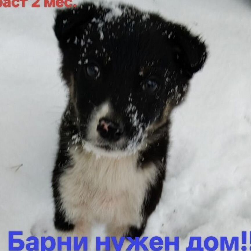 Щенок в добрые руки