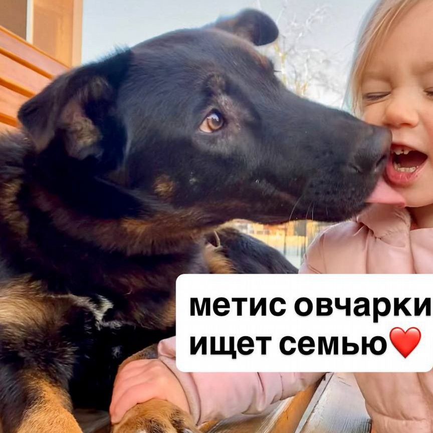 Взрослая собака в добрые руки