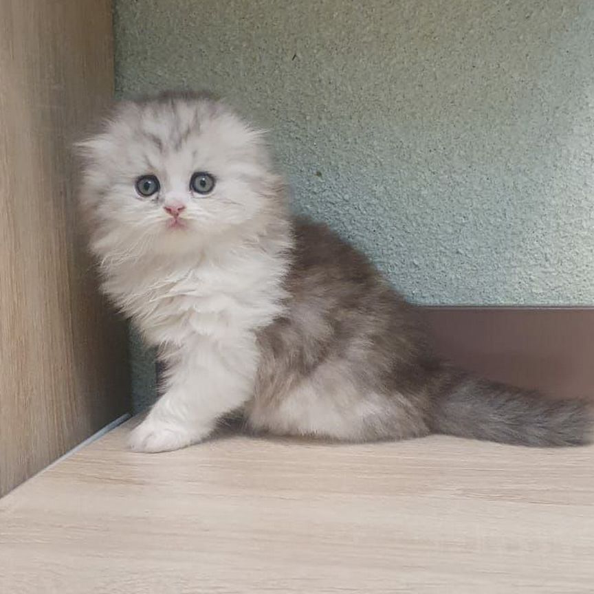 Шотландский вислоухий длинношёрстный котёнок