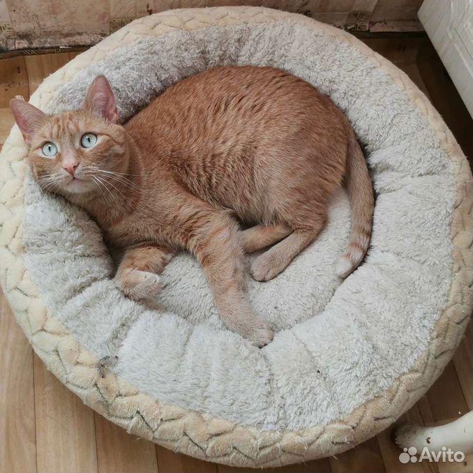 Кошечка Рыжуля