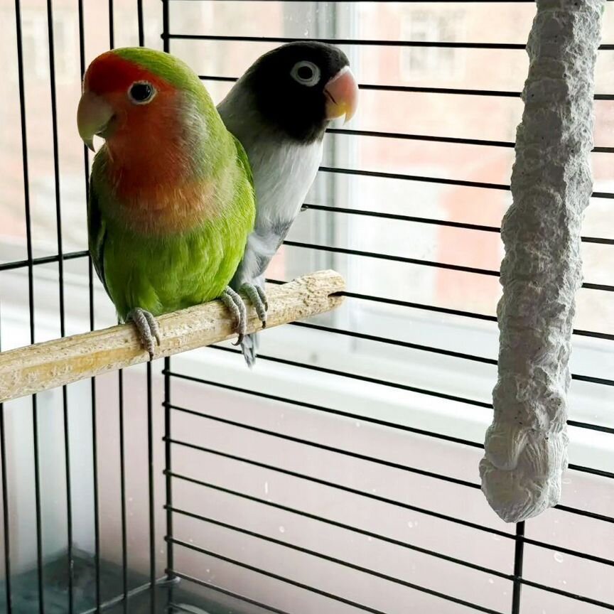 Попугаи неразлучники с клеткой