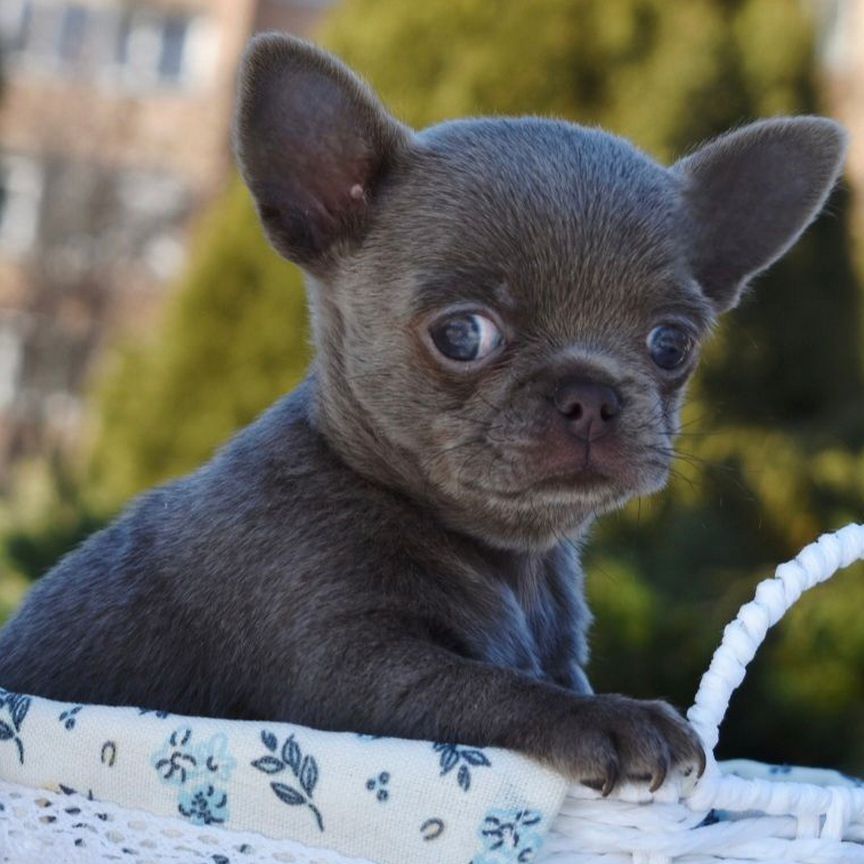 Чихуахуа, щенок