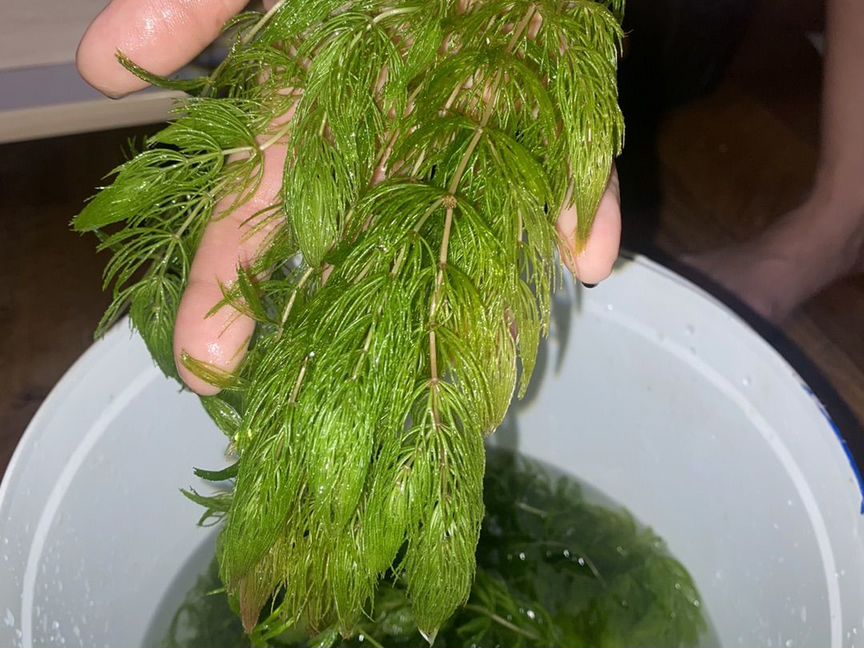 Роголистник и валеснерия прополка