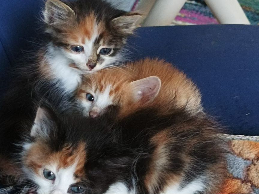 Трехцветные котятки в беде