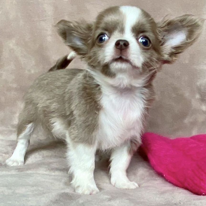 Чихуахуа, щенок