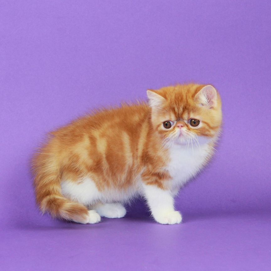 Котик экзот