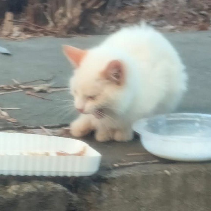 Котёнок в добрые руки