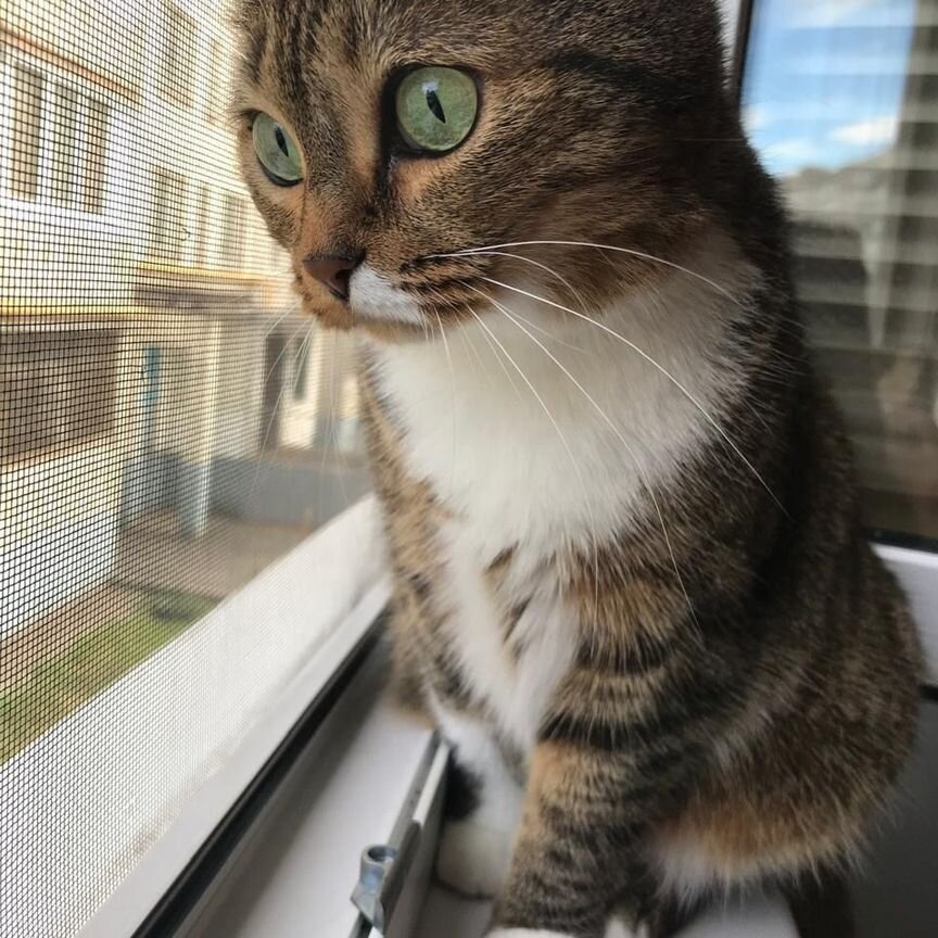 Кошка домашняя