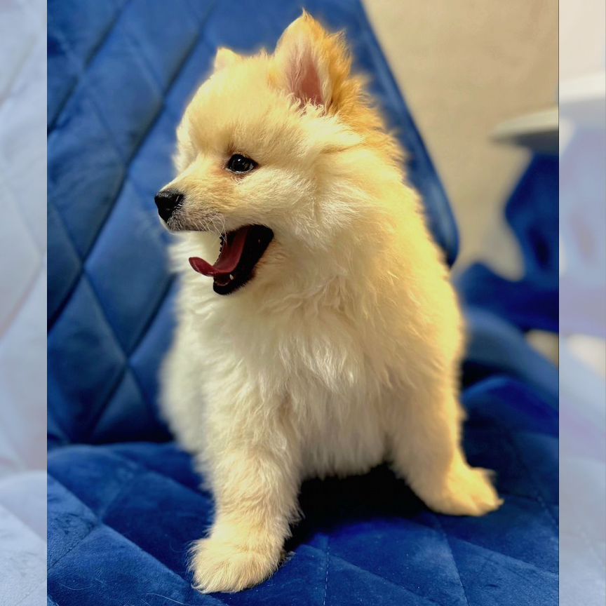 Немецкий шпиц, щенок