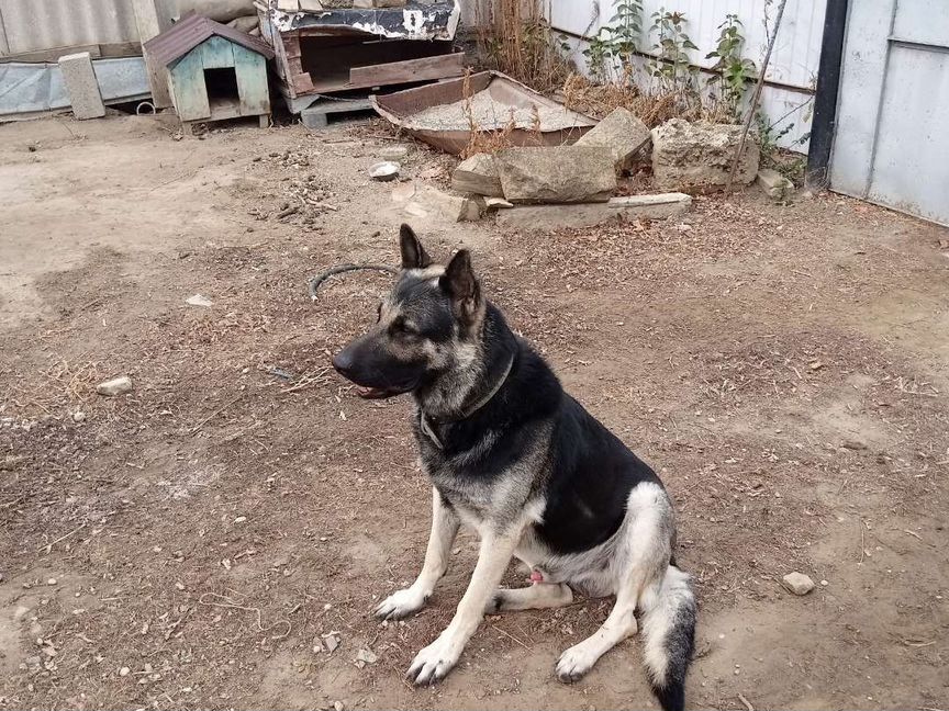 Восточноевропейская овчарка