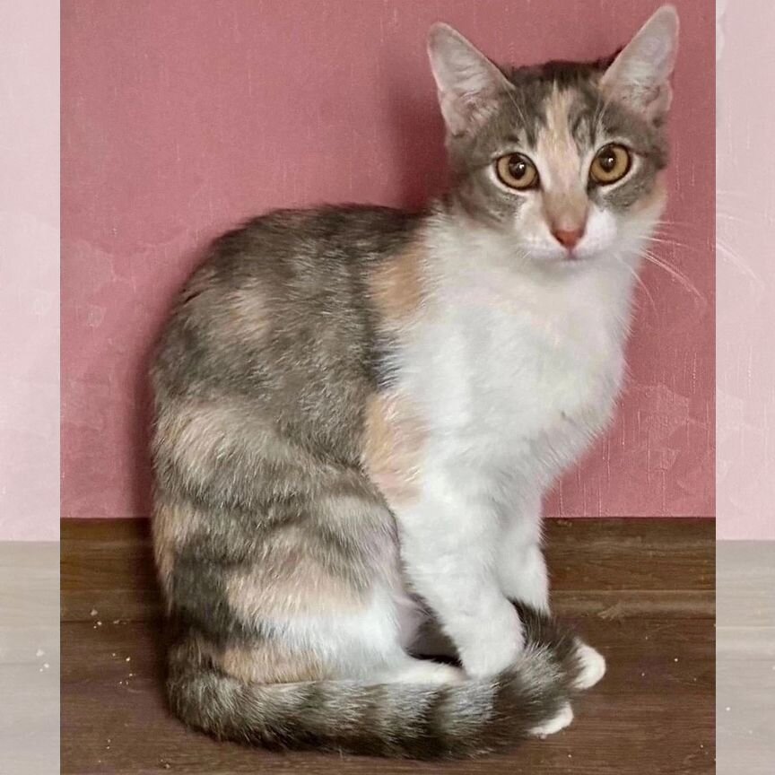 Египетская мау котёнок