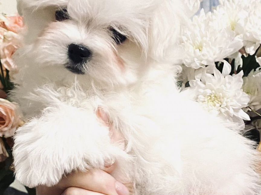 Крошка на ладошку мальчик Мальтезе