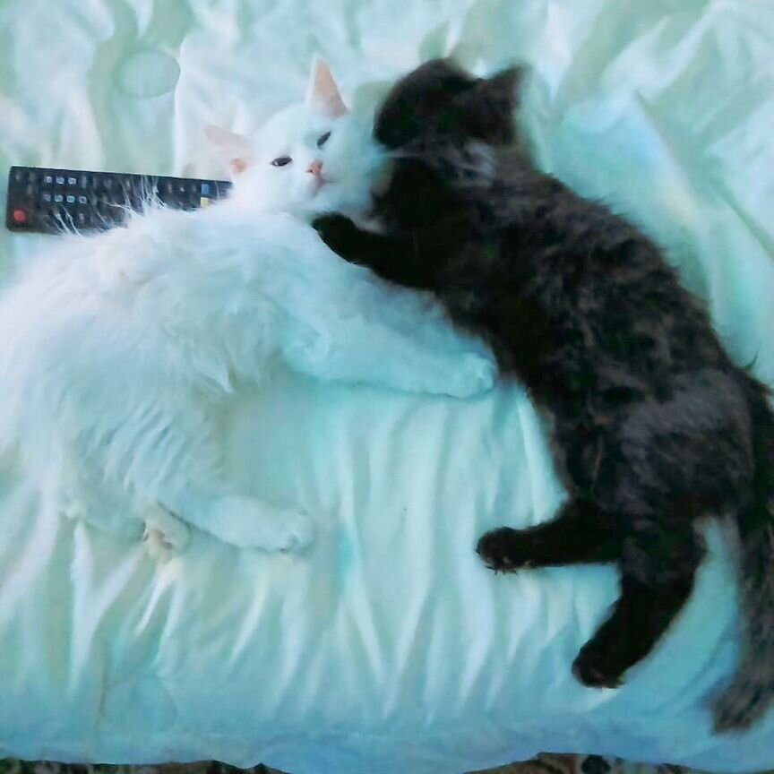 Котята в добрые руки (мальчик и девочка, 4 месяца)