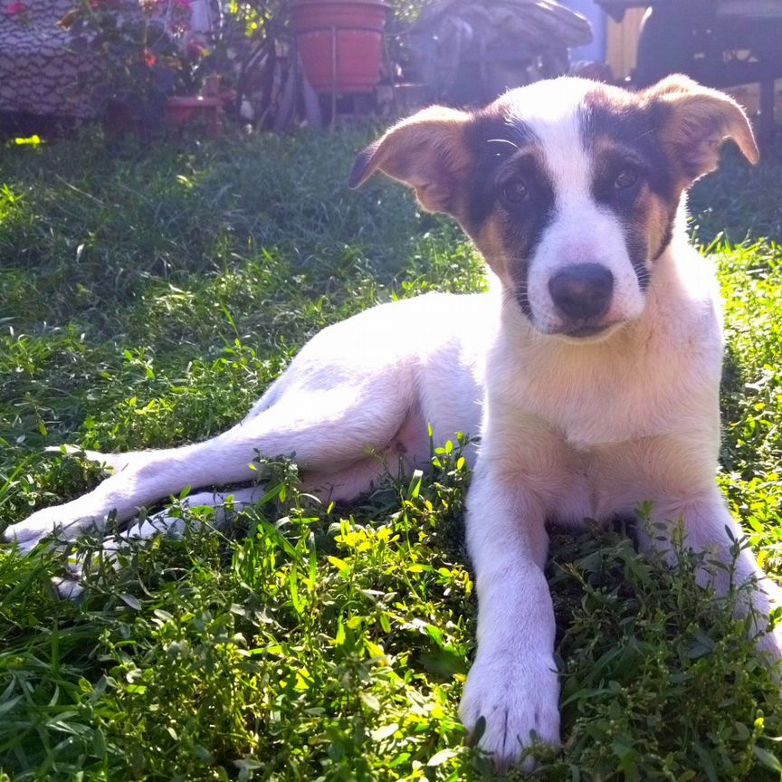 Щенок Снежана ищет дом