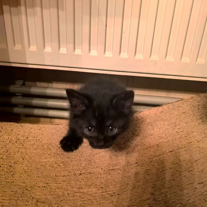 Счастливые котята