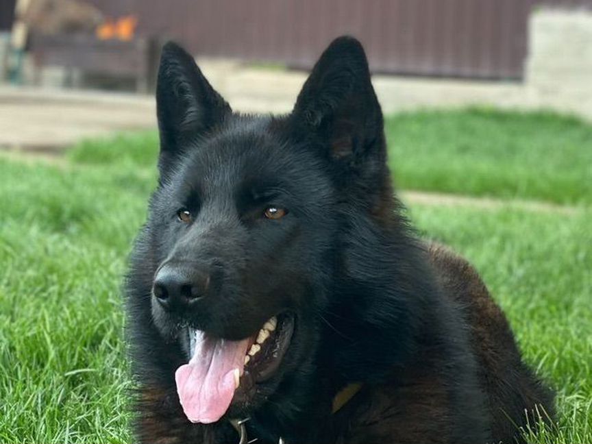 Собака в добрые руки отдам бесплатно