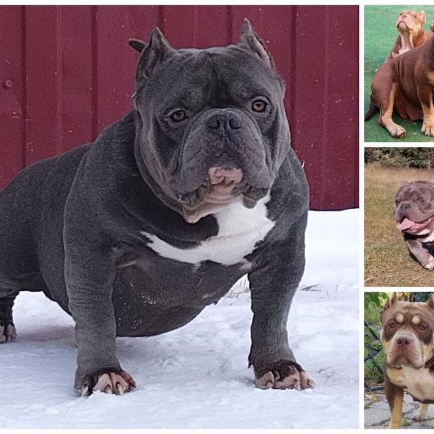 Американский булли от крутой пары