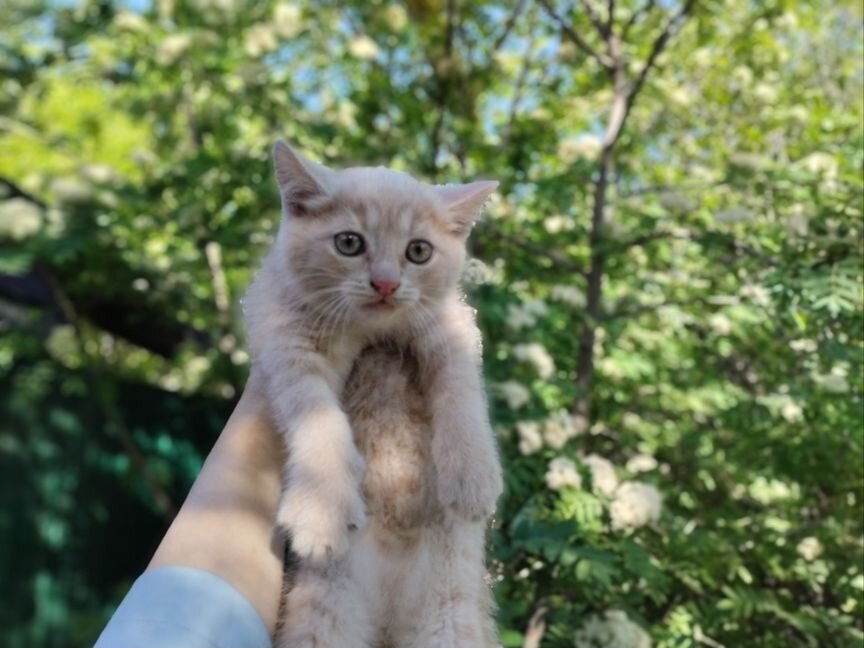 Британские котята