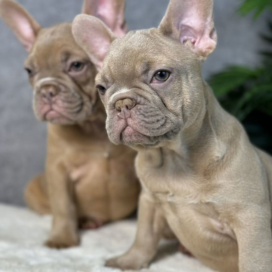 Красивые француженки