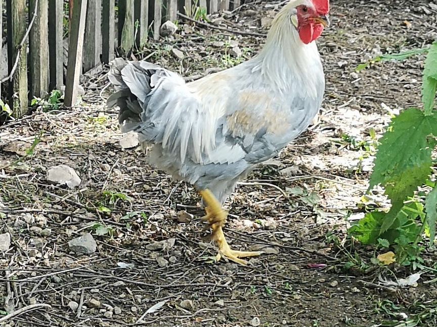 Петушки легорн изабелла