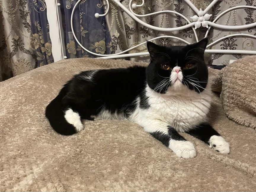 Кот экзот Вязка
