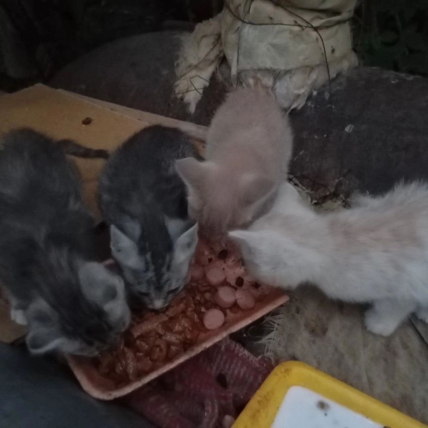 Котята очень ищут дом