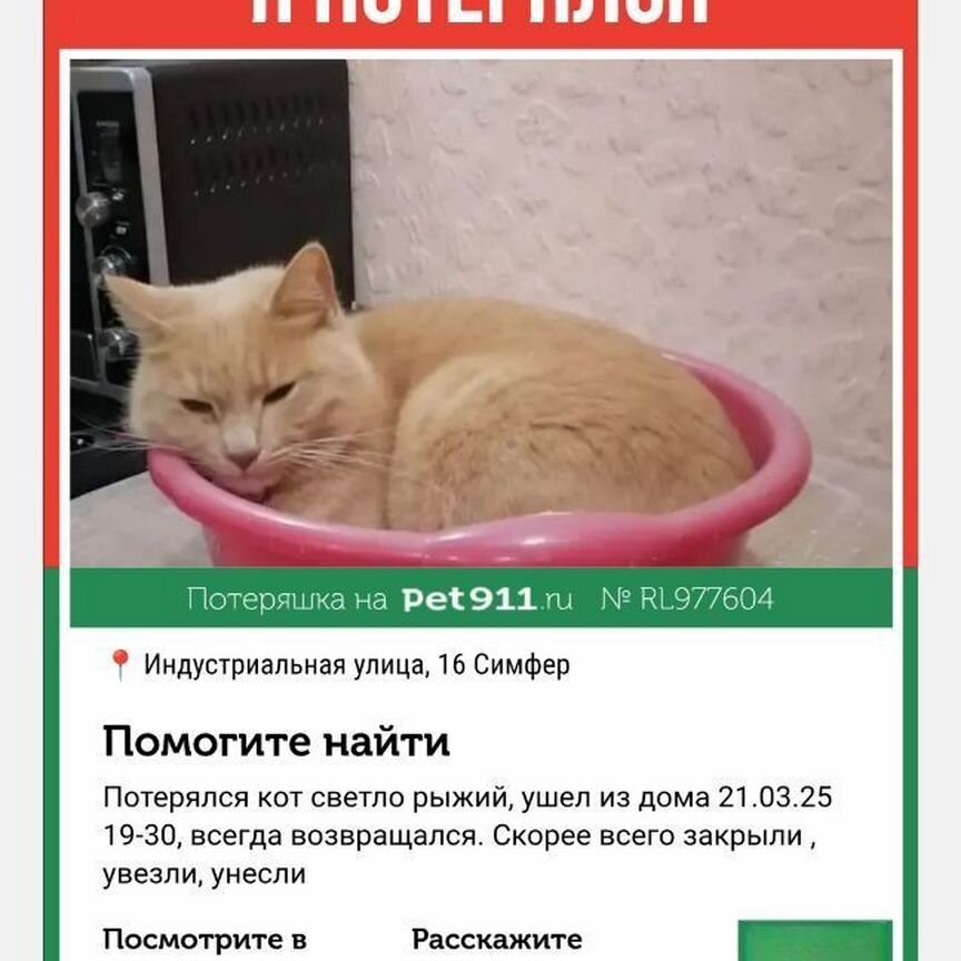 Потерялся кот