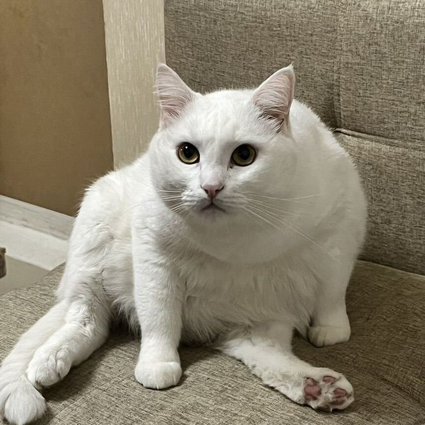 Кот