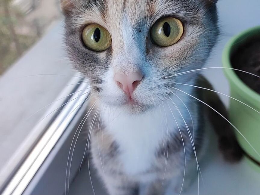 Отдам в добрые руки милую кису