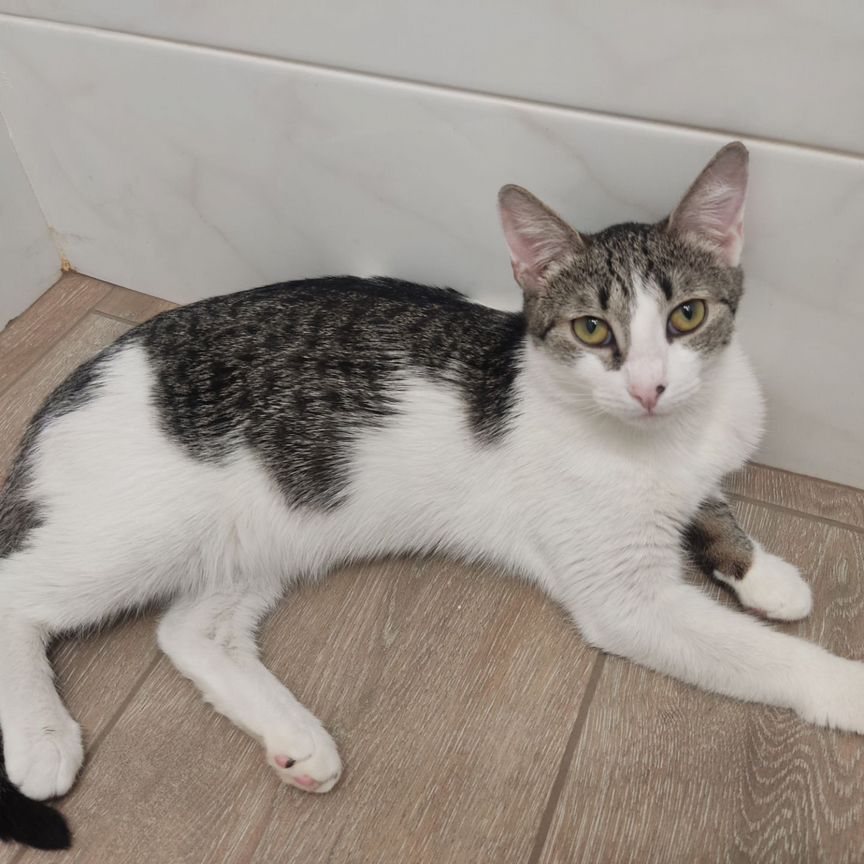 Котенок в добрые руки