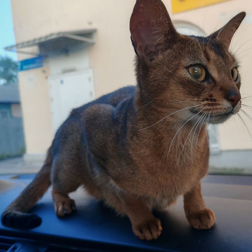 Абиссинские котята