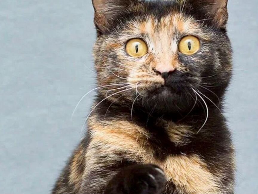 Уникальная трехцветка Нюська ждёт в приюте