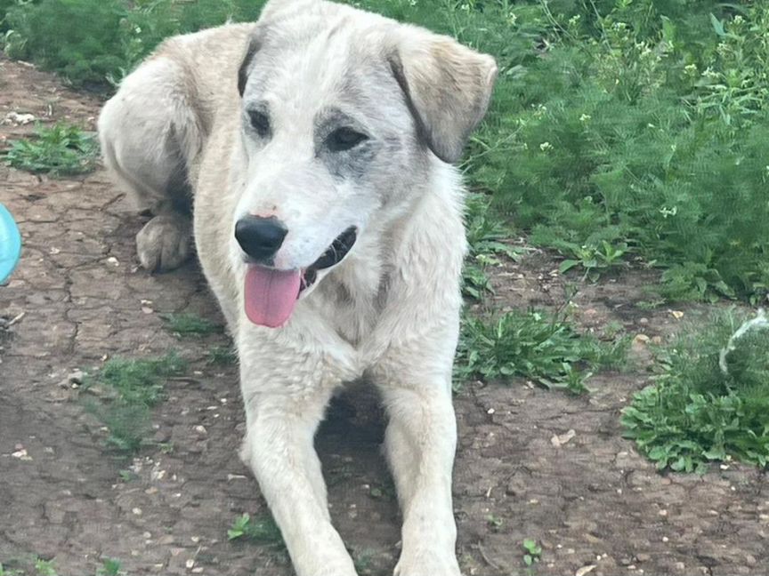 Собака в добрые руки