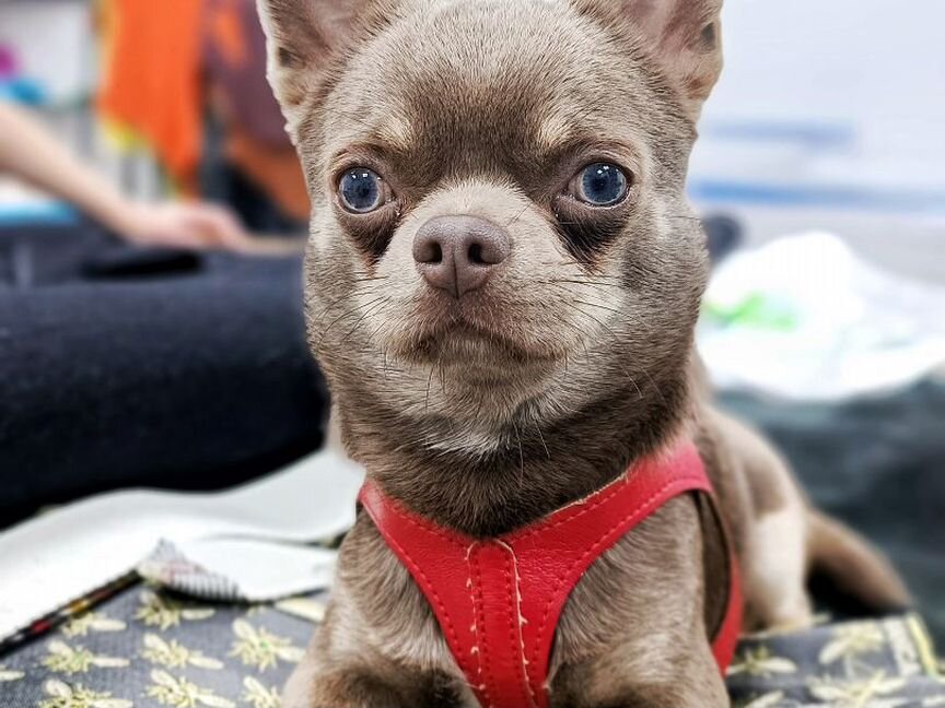 Жених ищет невесту