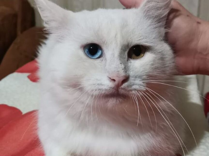 Турецкая ангора котик в дар