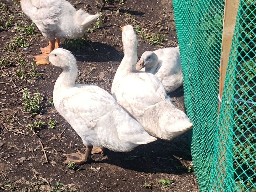 Утка Черри-велли