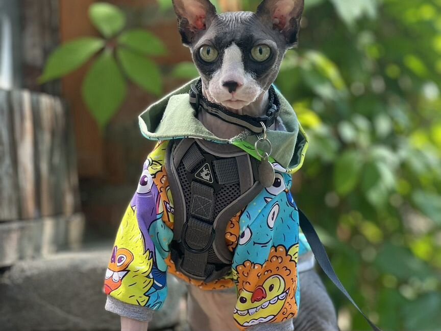 Модель одежды для животных