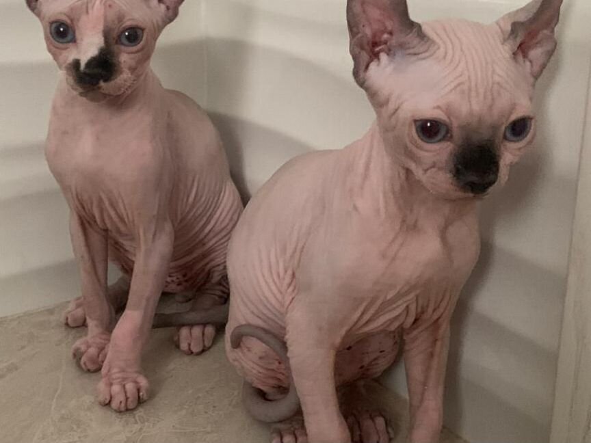 Канадский сфинкс эльф котенок