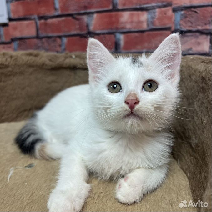 Котенок девочка Стеша 2,5 мес
