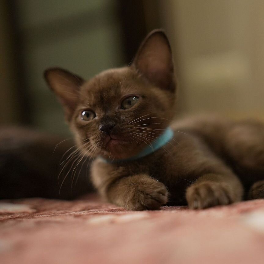Котята Бурмы