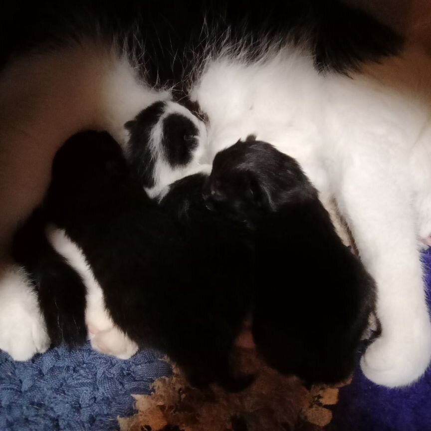 Отдам котят от кошки мышеловки