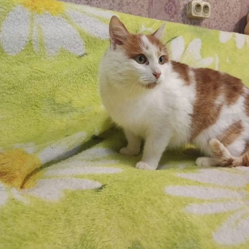 Отдают в добрые руки