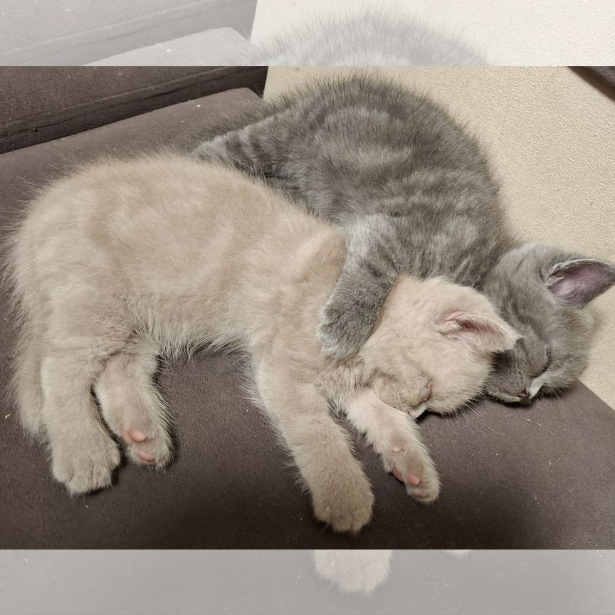Котёнок британец