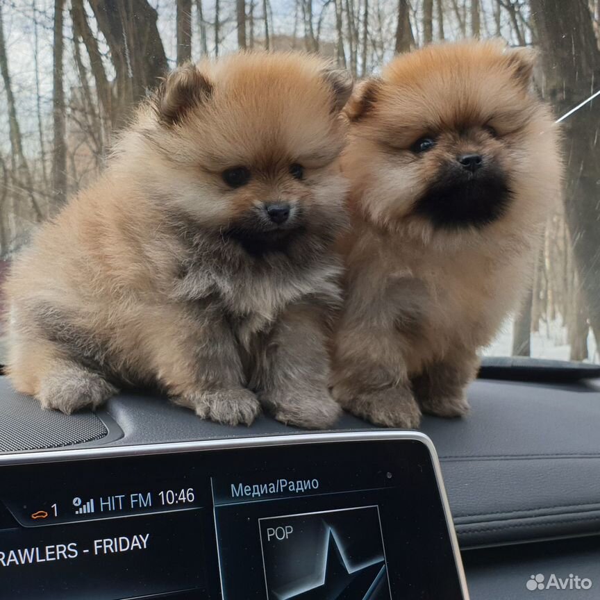 Охрана для кармана.померанский шпиц