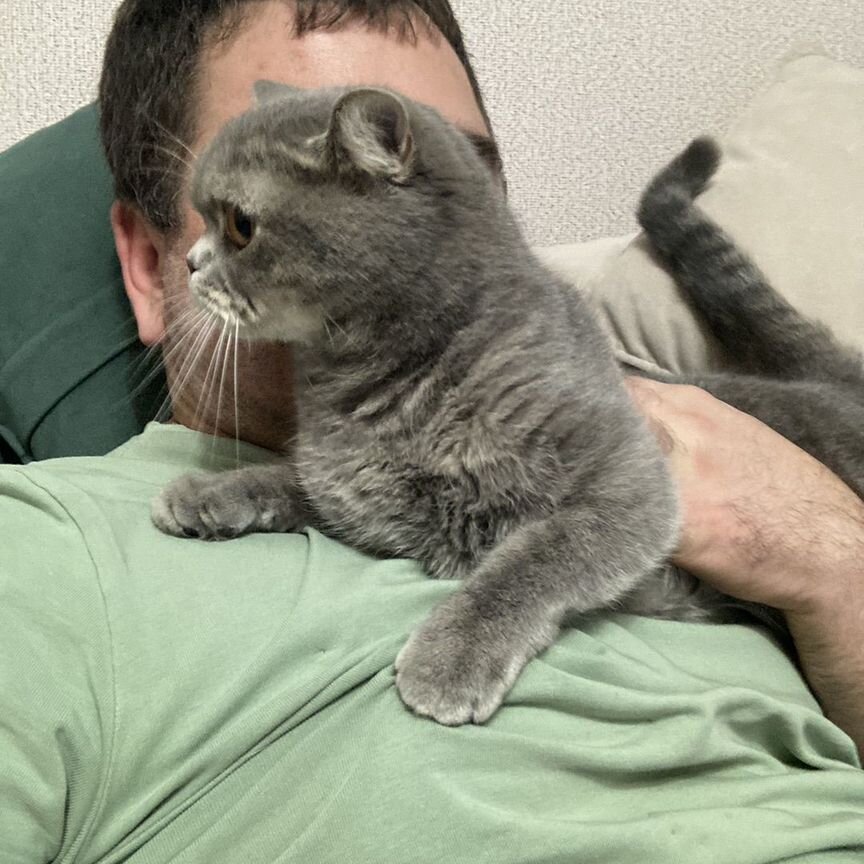 Шотландская кошка