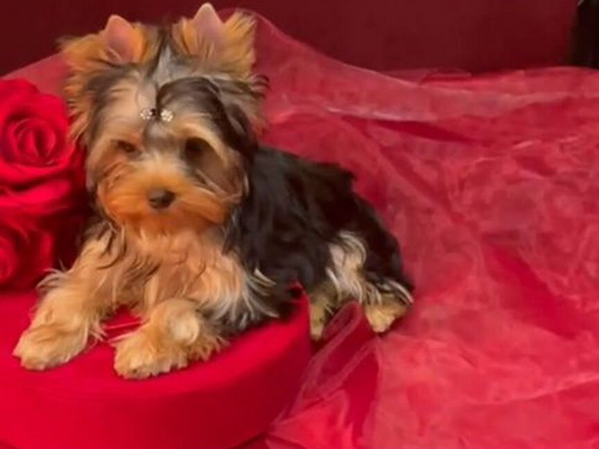 Йорочка с красивой мордочкой